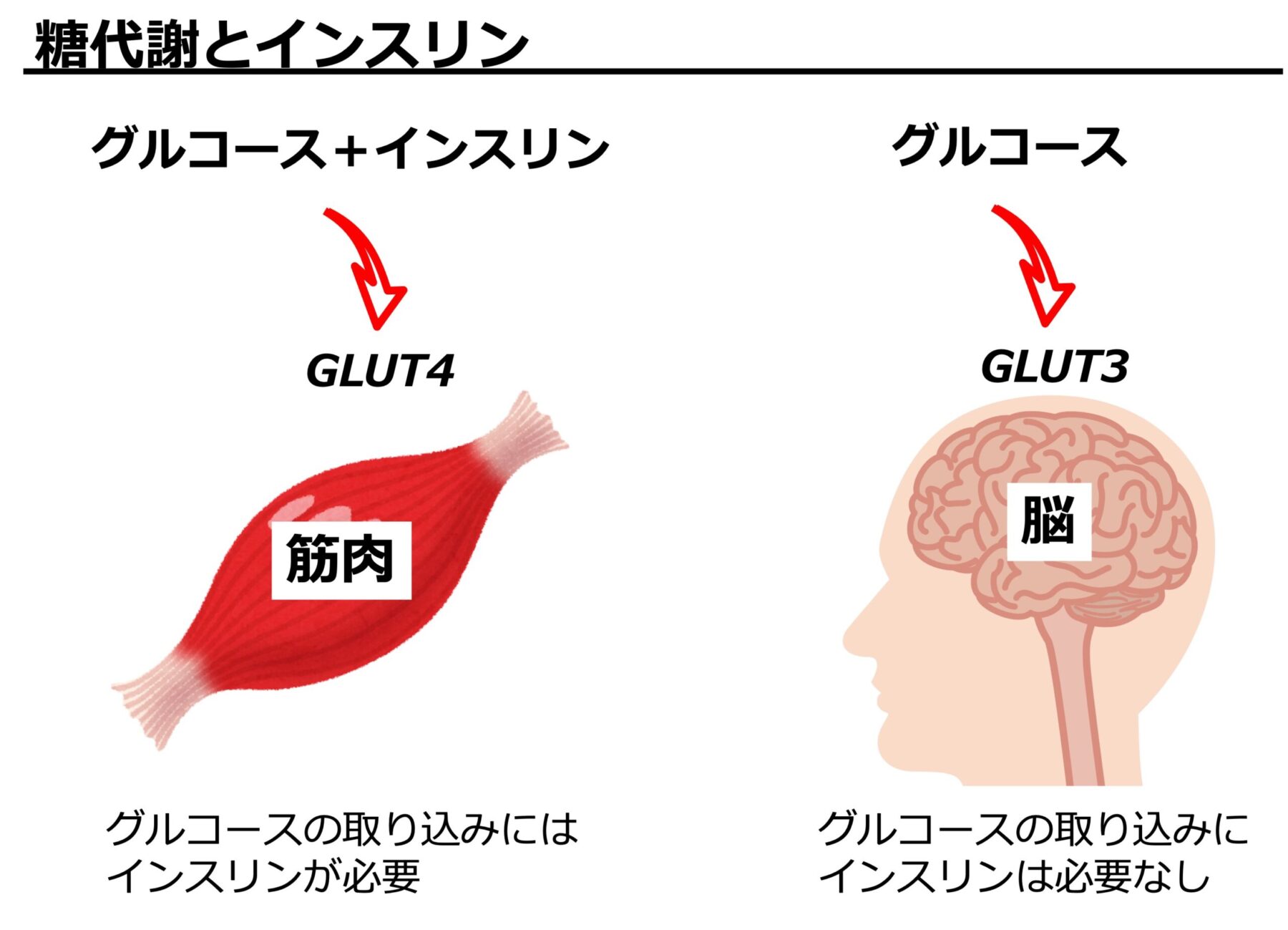 GLUTとSGLT グルコーストランスポーター | 栄養管理大好きブログ