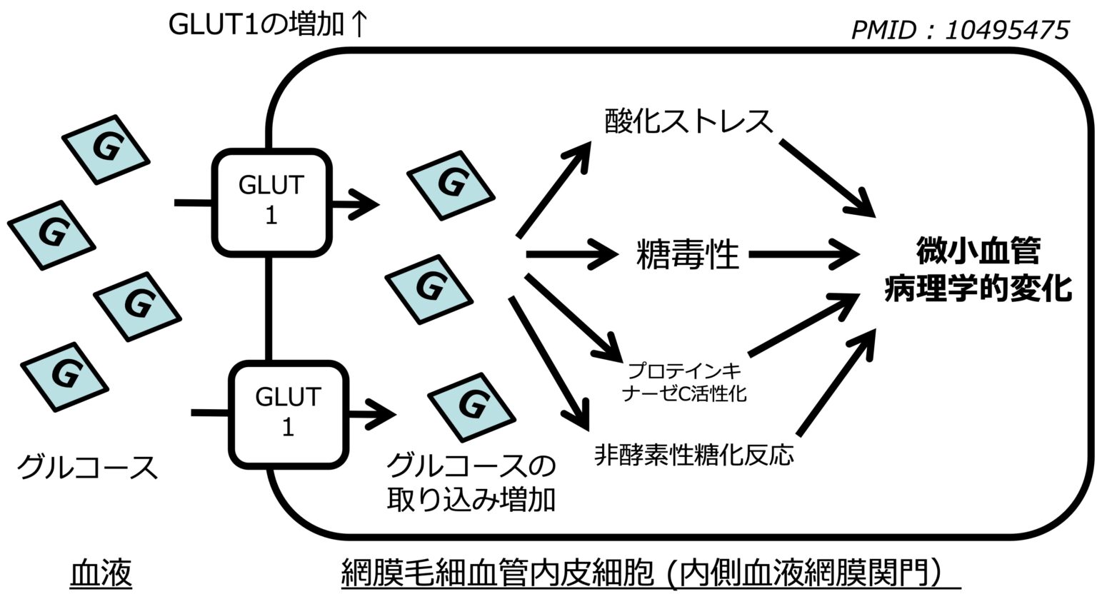 GLUTとSGLT グルコーストランスポーター | 栄養管理大好きブログ