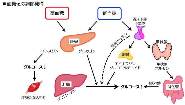腸のための栄養”GFO” | 栄養管理大好きブログ